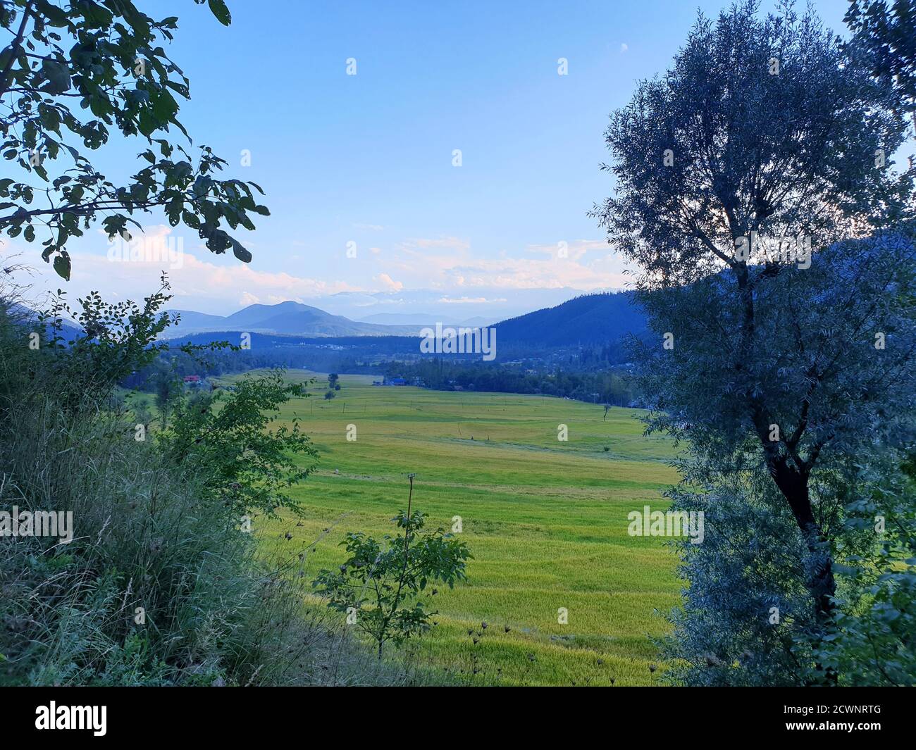Green vegetable field landscape nature huge beautiful hills and long ...