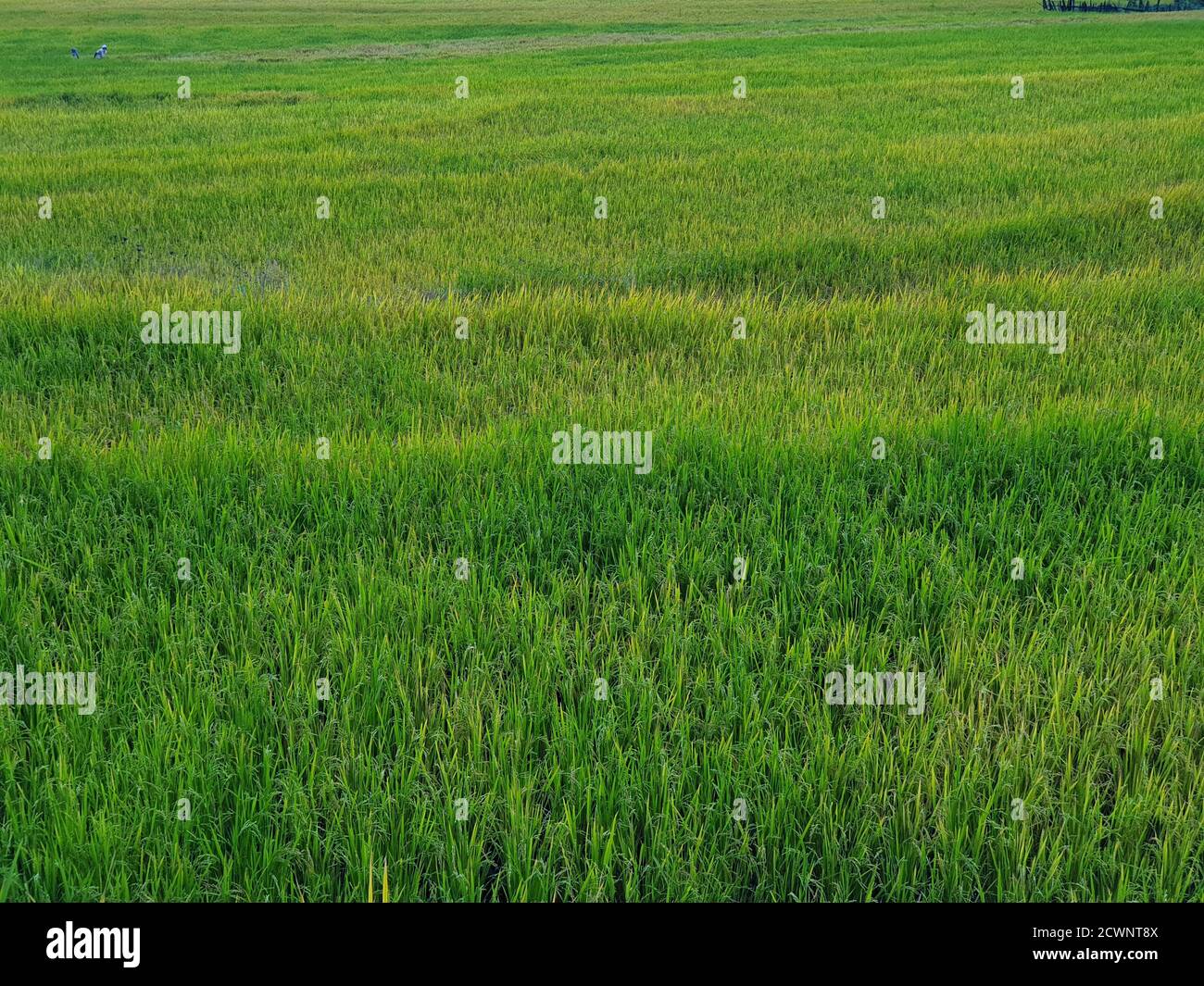 Green vegetable field landscape nature huge beautiful hills and long ...