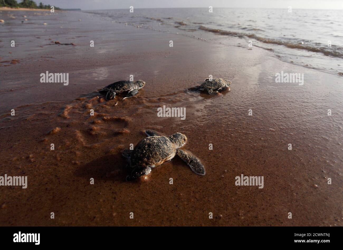 Suriname sand hi-res stock photography and images - Alamy