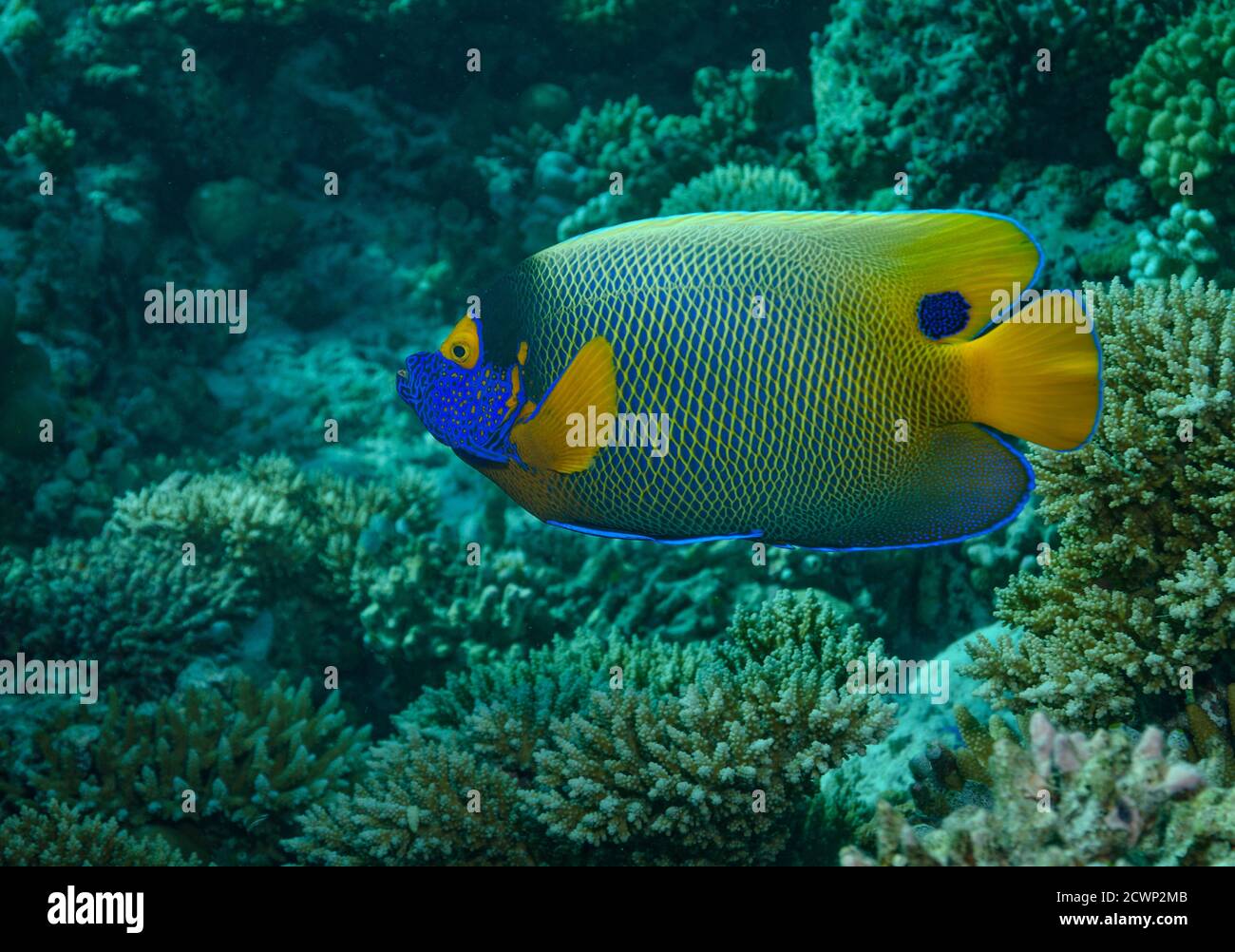 Blue marine angelfish hi-res stock photography and images - Alamy