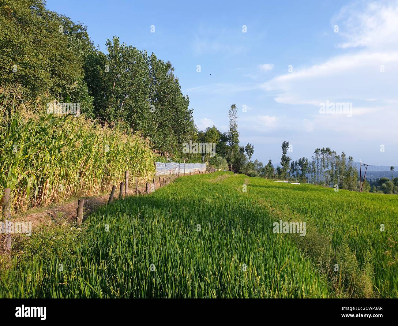 Green and yellow golden colour crops in India are best destinations ...