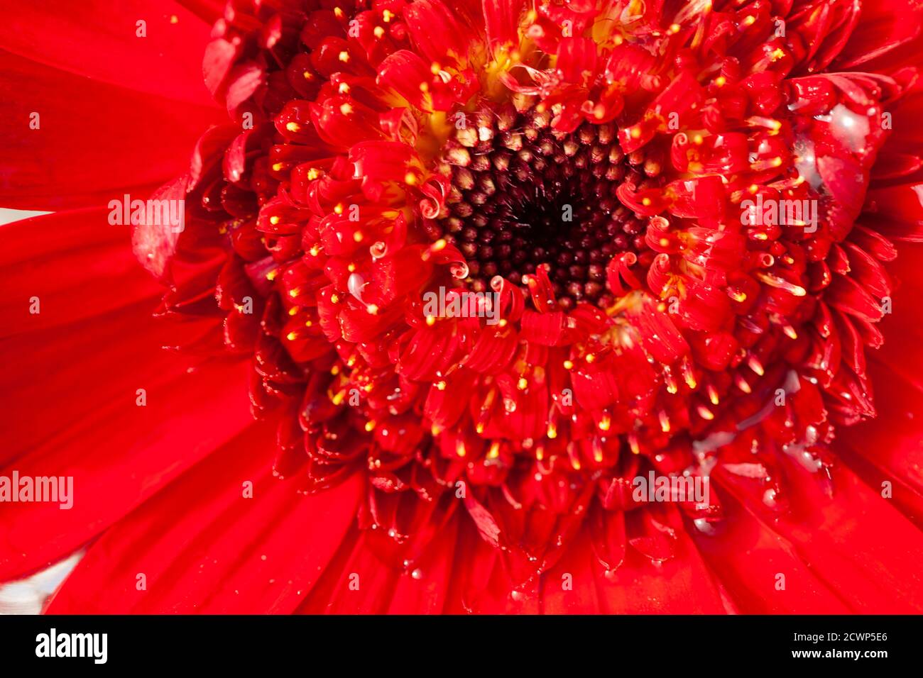 Macro of a Deep Crimson Red Gerbera Daisy × hybrida Stock Photo - Alamy
