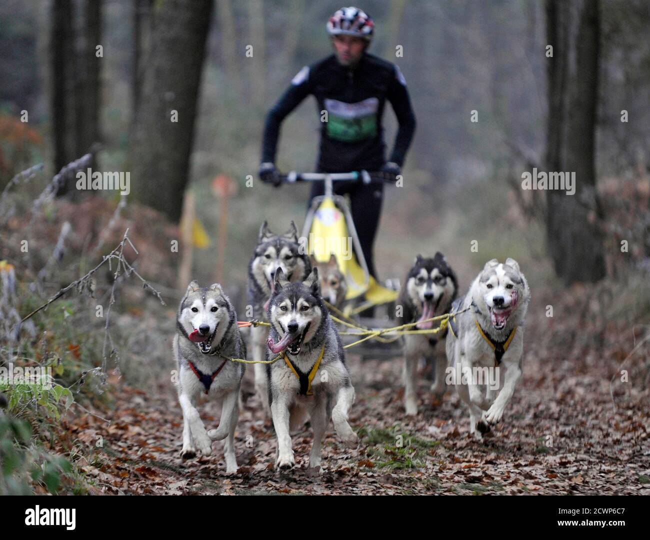 Human races chart hi-res stock photography and images - Alamy