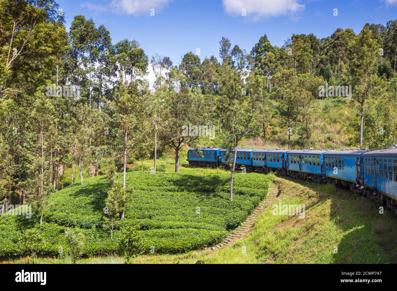 Sri Lanka, Nuwara Eliya, Kandy to Badulla train alongside tea estate ...