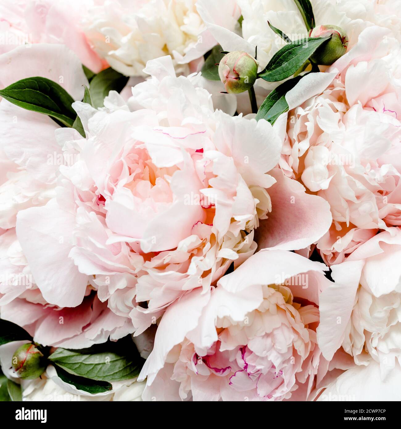 Bouquet of a lot of peonies of pink color close up. Flat lay, top view ...
