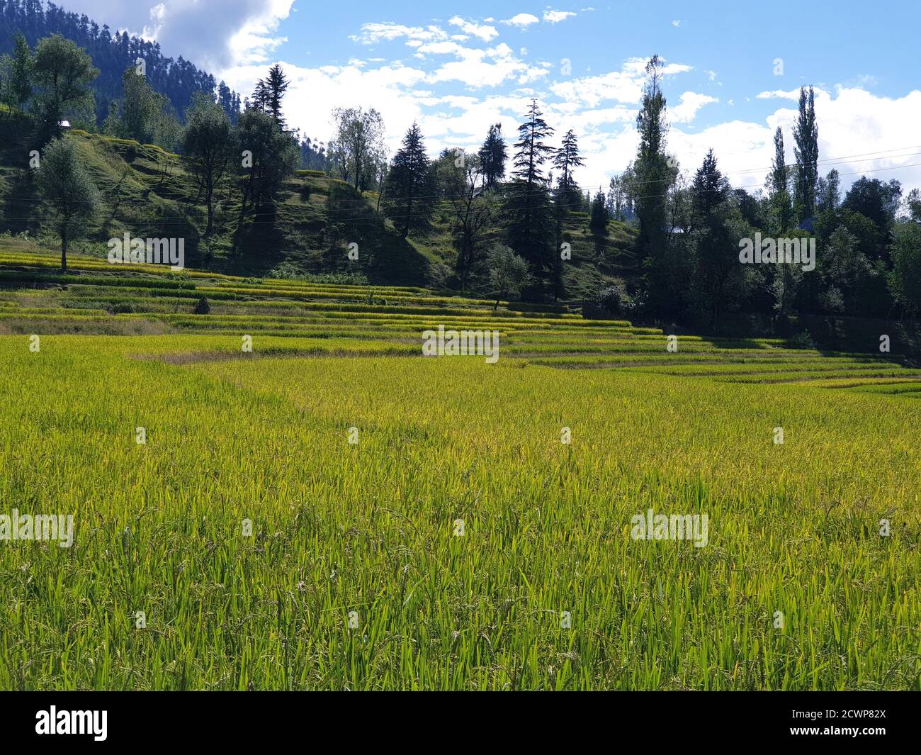 Green and yellow golden colour crops in India are best destinations ...