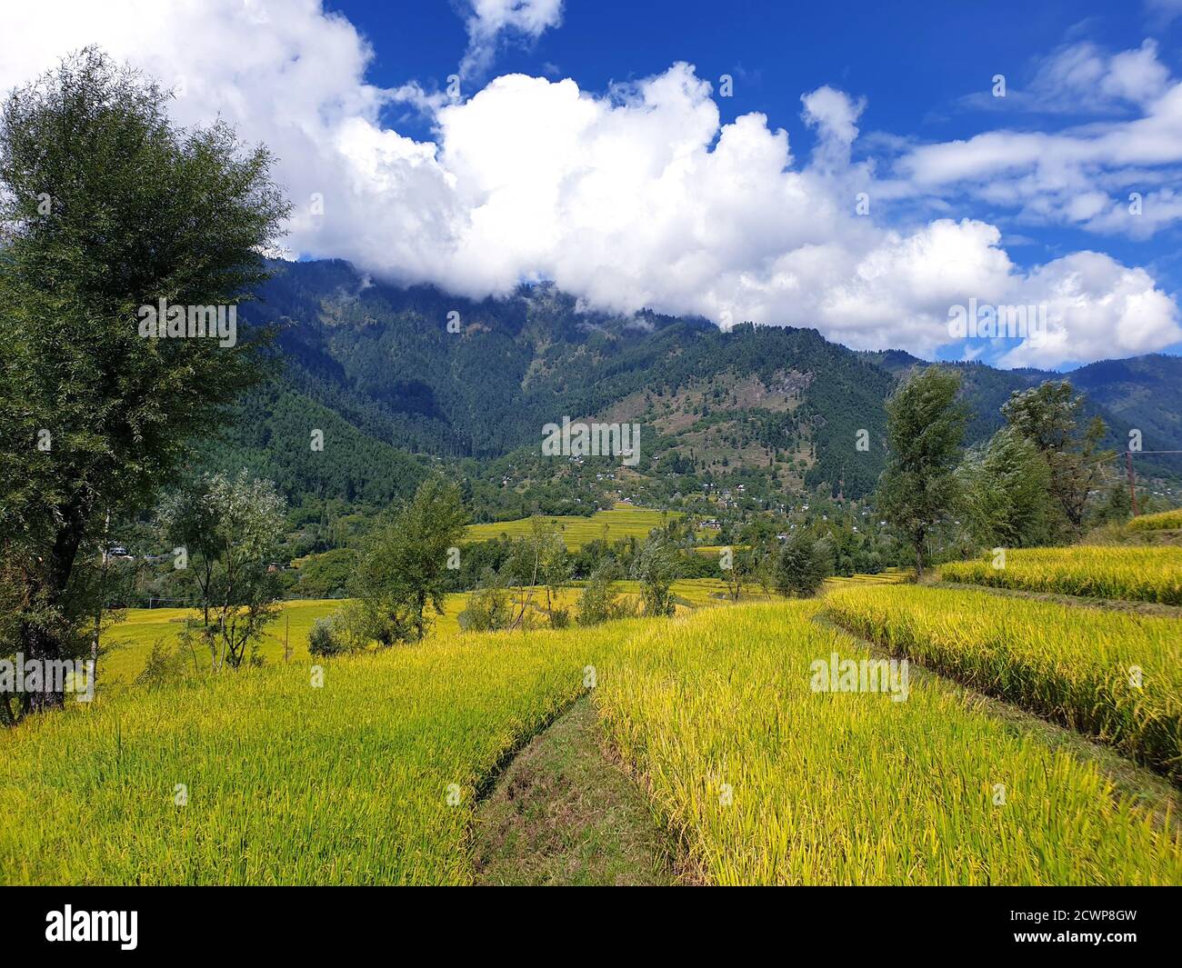 Green and yellow golden colour crops in India are best destinations ...