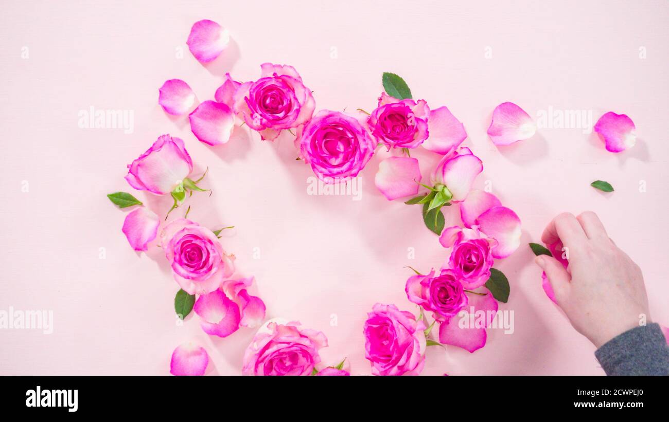 Flat lay. Fresh pink roses on a pink background Stock Photo - Alamy