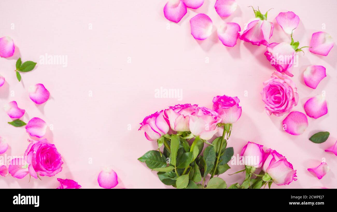 Flat lay. Fresh pink roses on a pink background Stock Photo - Alamy