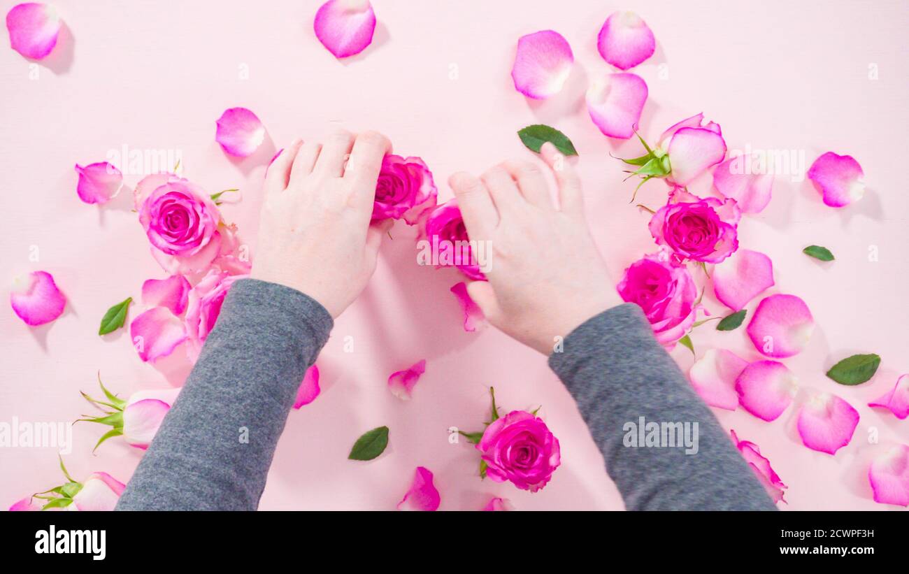 Flat lay. Fresh pink roses on a pink background Stock Photo - Alamy