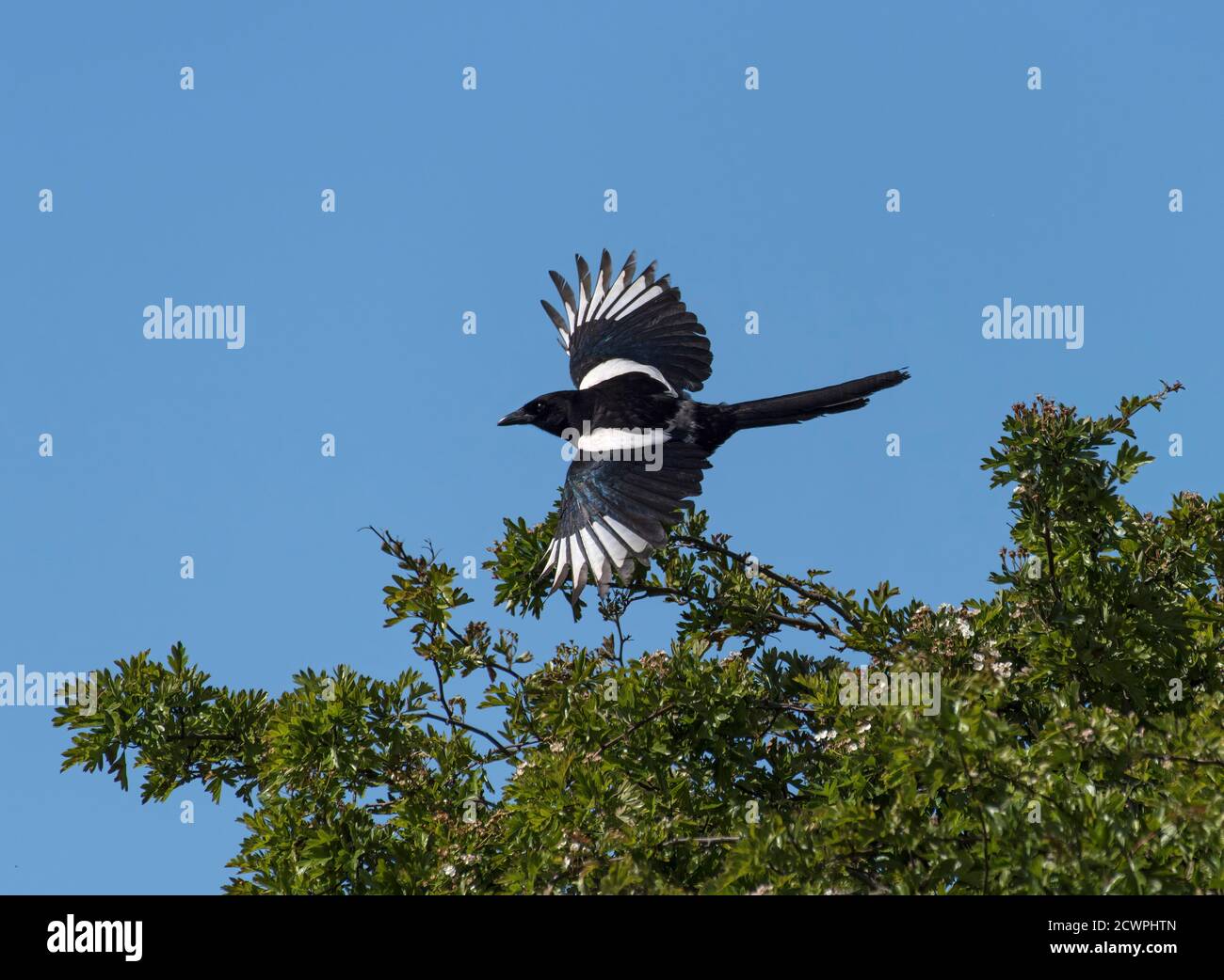 Magpie Flying High Resolution Stock Photography and Images - Alamy