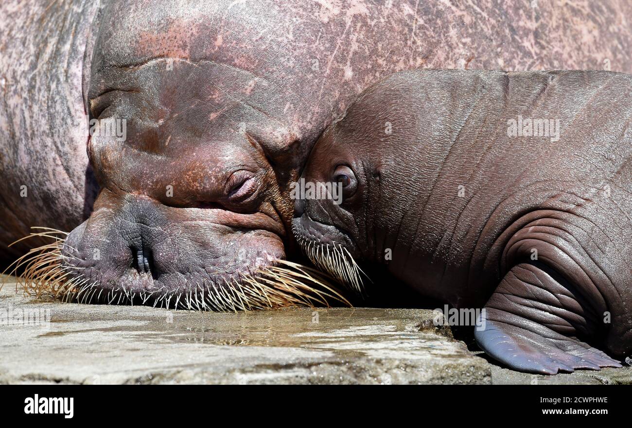 Walrus calf hi-res stock photography and images - Alamy