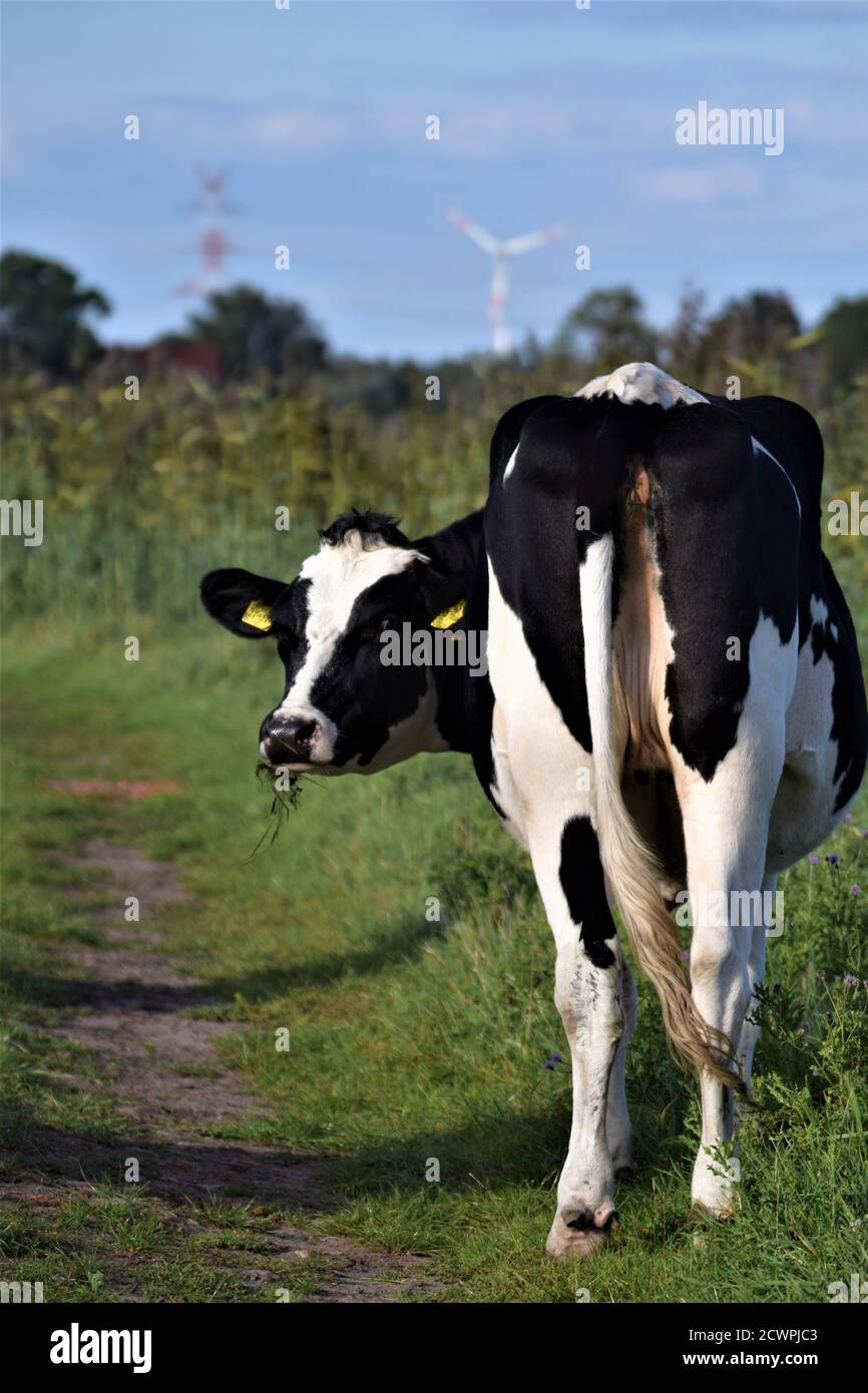 Cow Looking Around High Resolution Stock Photography and Images - Alamy