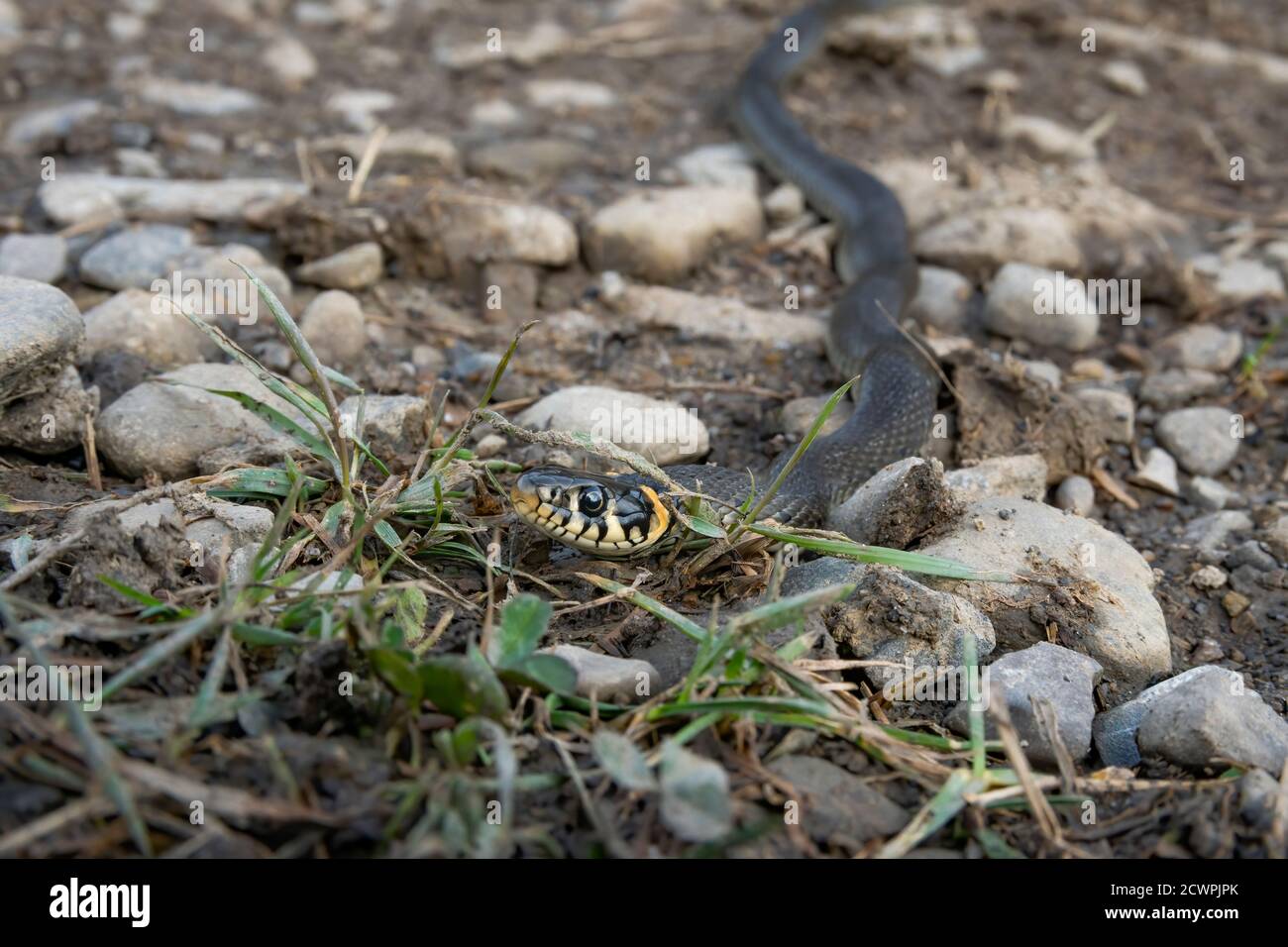 Grass snake (Natrix natrix) in nature, in the Bieszczady Mountains ...