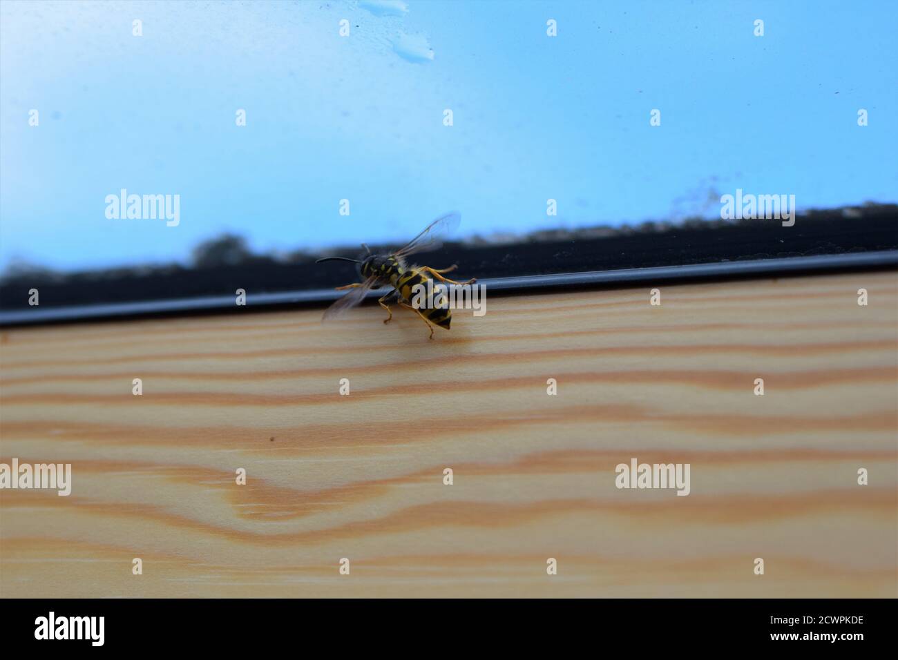 Wasp on the inside of a window frame Stock Photo - Alamy
