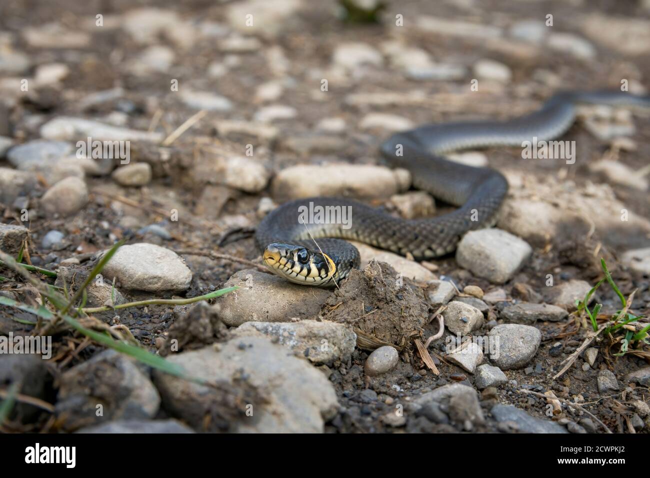Grass snake (Natrix natrix) in nature, in the Bieszczady Mountains ...