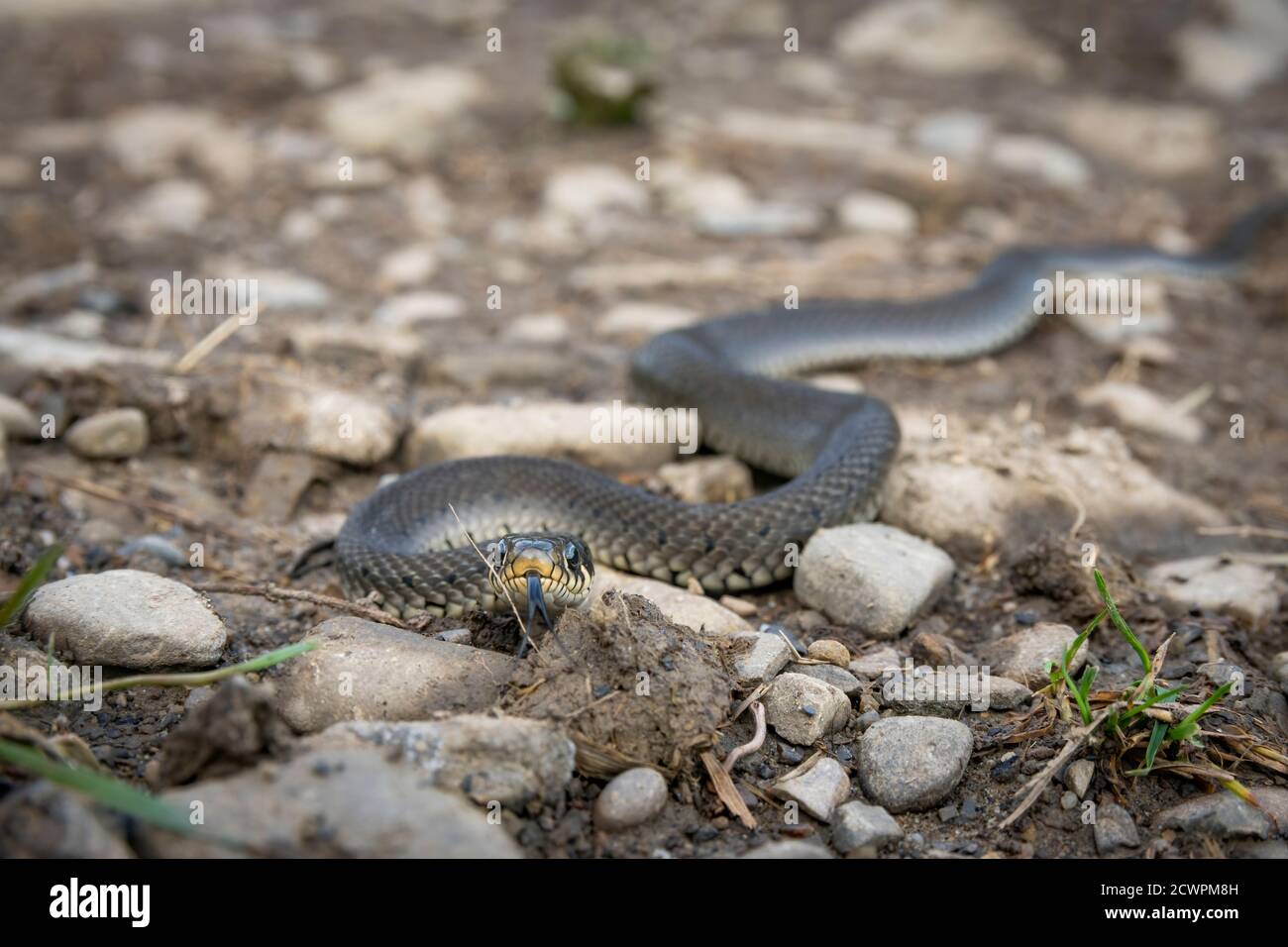 Grass snake (Natrix natrix) in nature, in the Bieszczady Mountains ...
