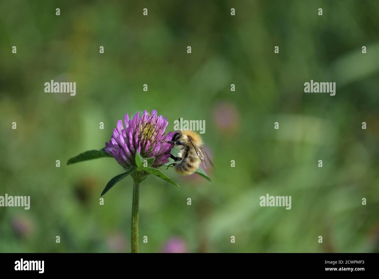 Red clover bee hi-res stock photography and images - Alamy
