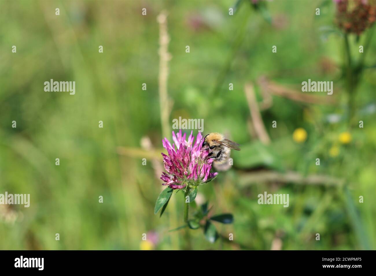 Red clover bee hi-res stock photography and images - Alamy