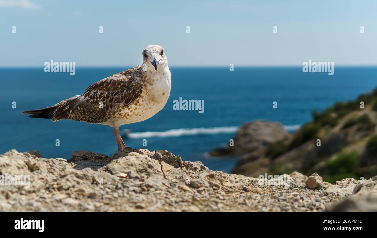 A Seagull sits on a rock against the blue sea Stock Photo - Alamy