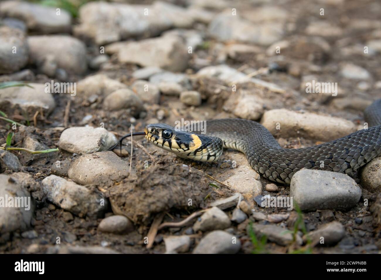Grass snake (Natrix natrix) in nature, in the Bieszczady Mountains ...