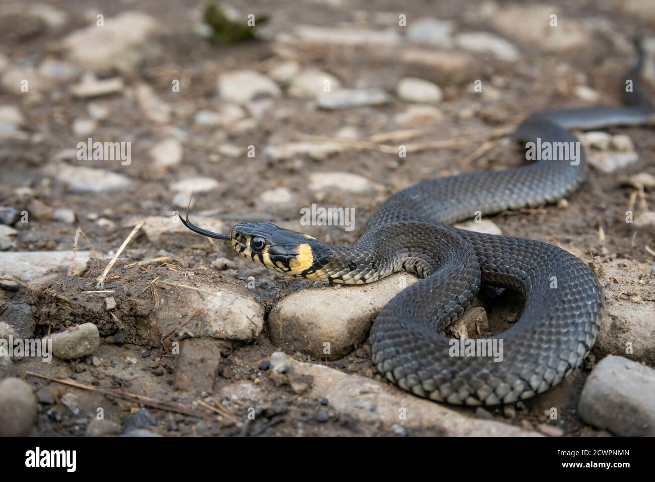 Grass snake (Natrix natrix) in nature, in the Bieszczady Mountains ...