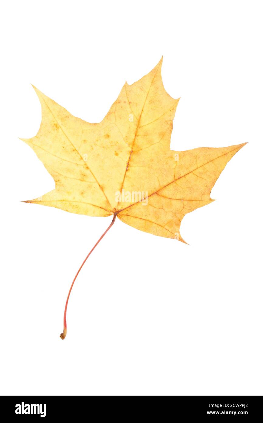 autumn maple leaf isolated on white background Stock Photo - Alamy