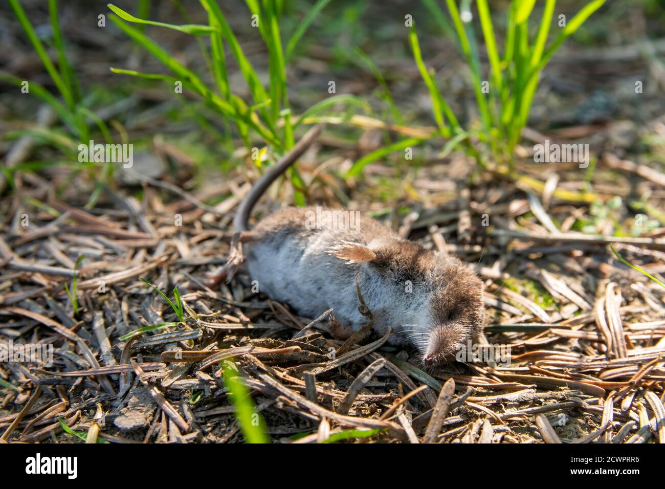 A dead shrew (Sorex) in nature, in the forest. Bieszczady mountains ...