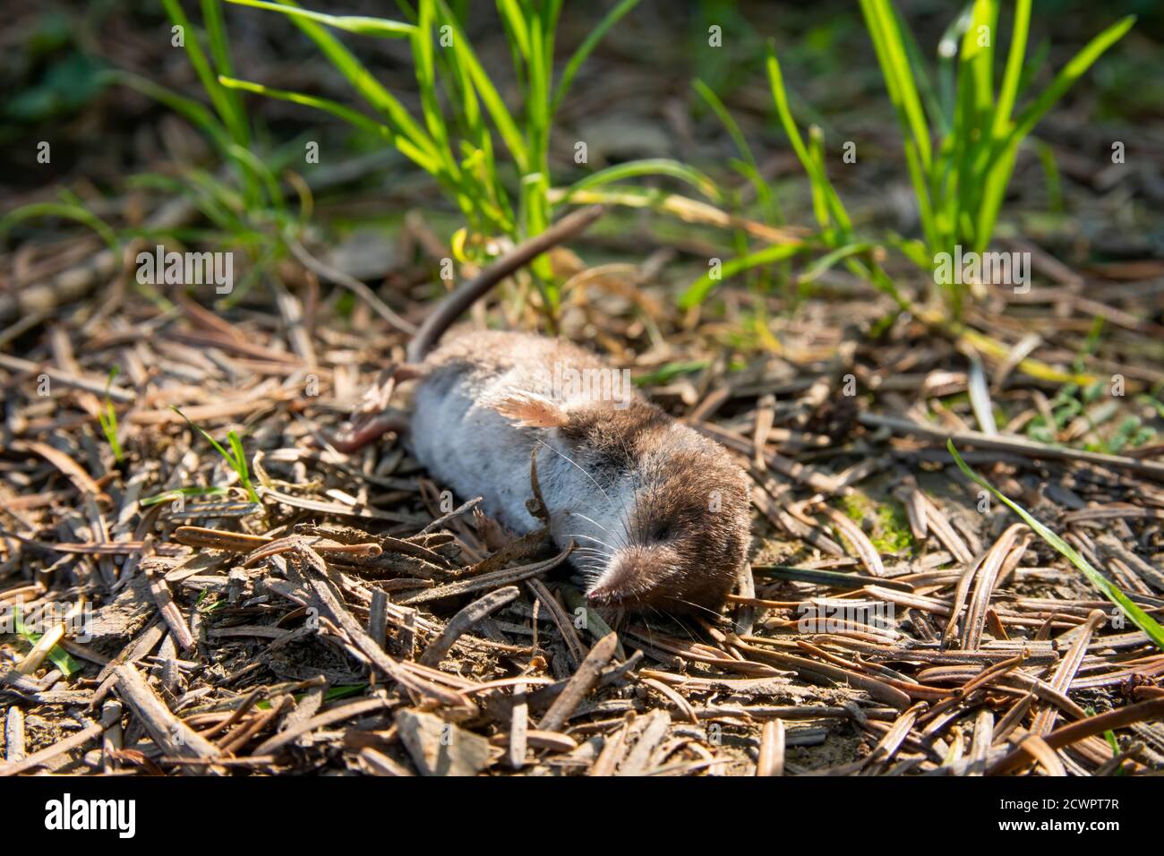 A dead shrew (Sorex) in nature, in the forest. Bieszczady mountains ...