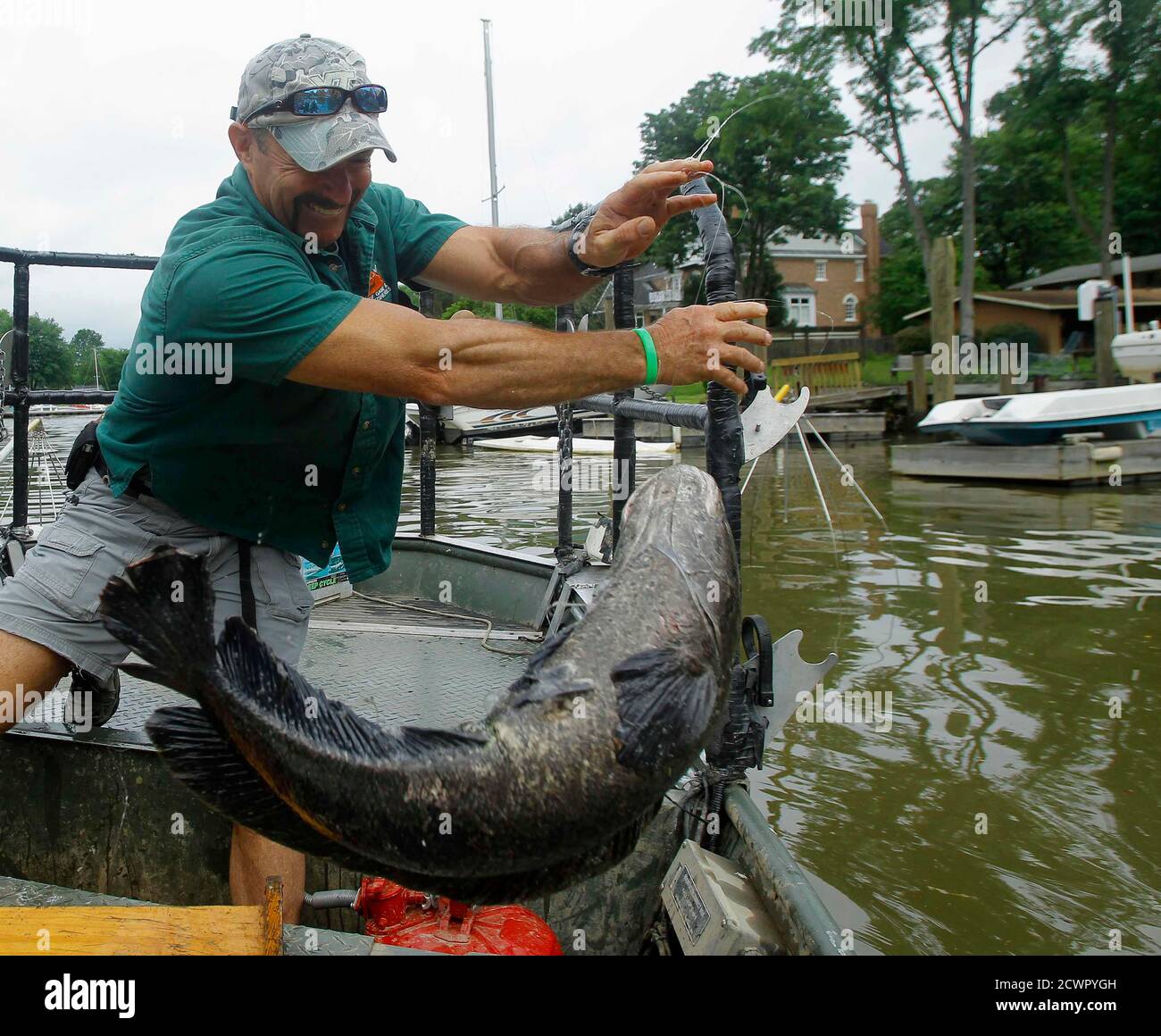 Snakehead Fish Walking On Land Video