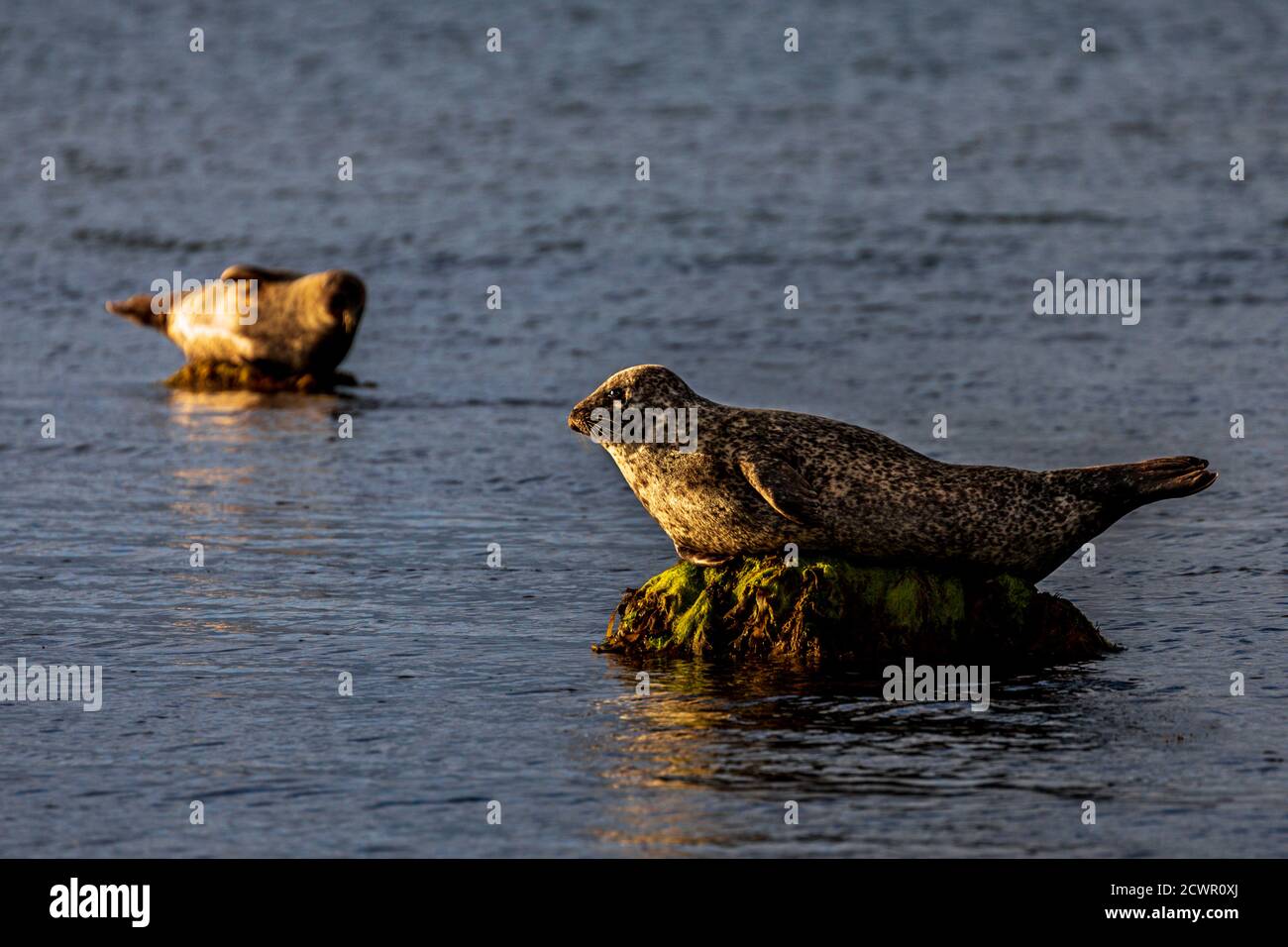 Jim seals hi-res stock photography and images - Alamy