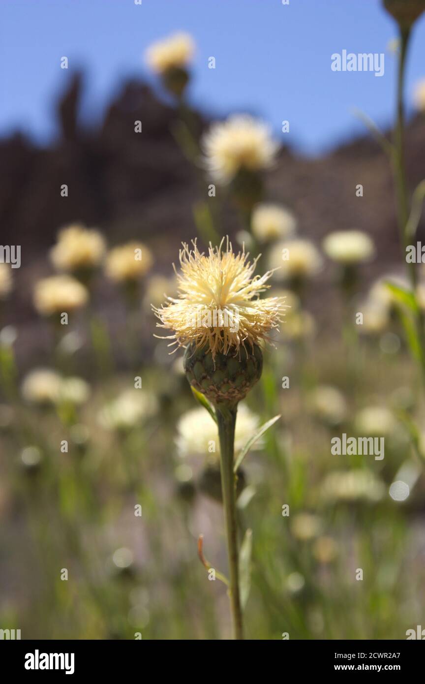 Bobblehead hi-res stock photography and images - Alamy