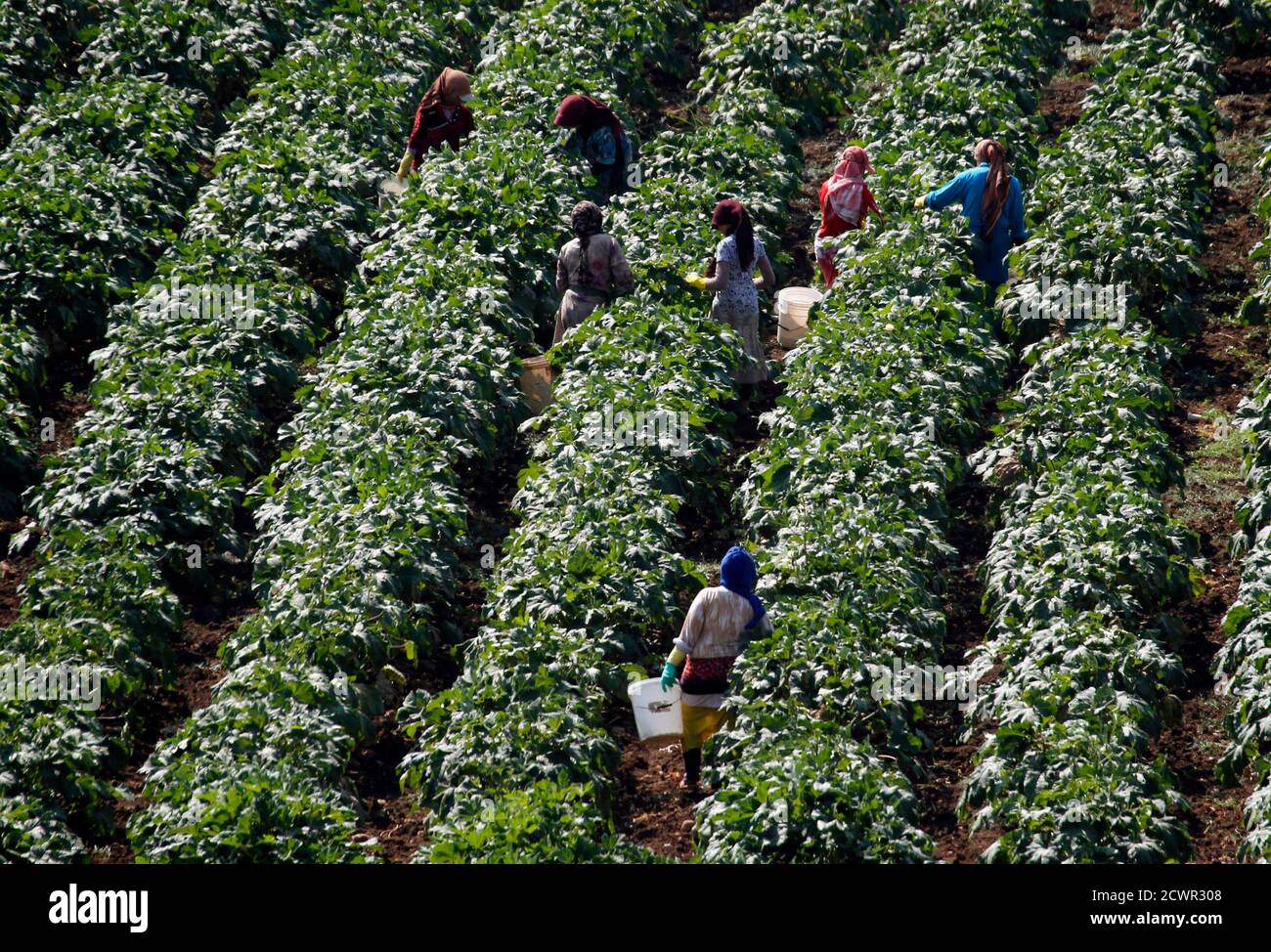 Lebanese farmers hi-res stock photography and images - Alamy