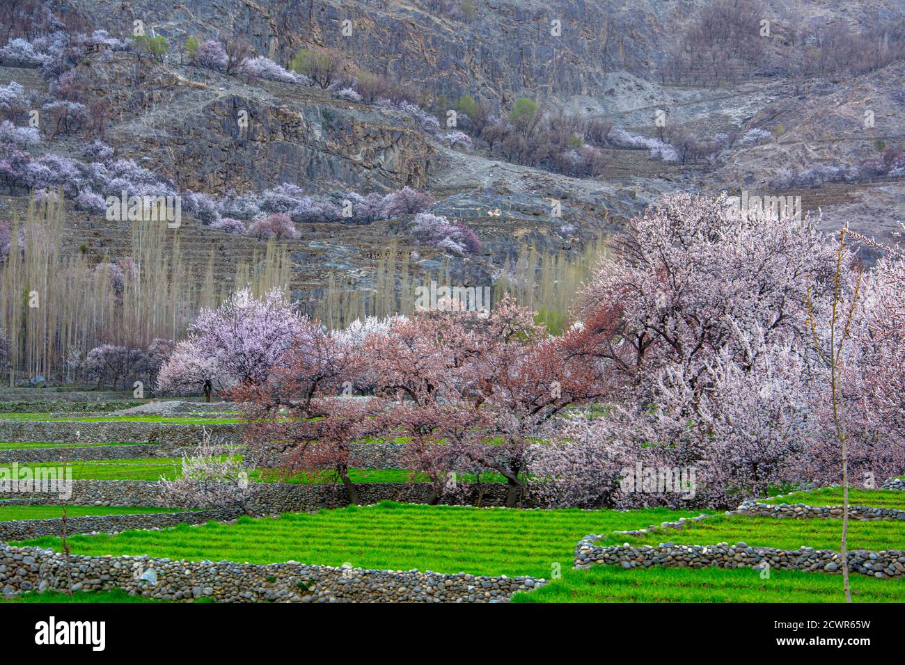 landscape photography in spring season in northern areas of Pakistan ...