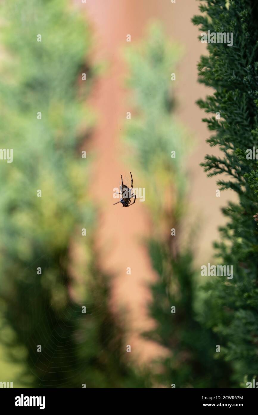 An industrious garden spider weaving a web among the conifer bushes in ...