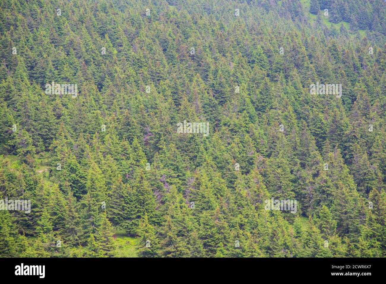 Pine forest, background Stock Photo - Alamy