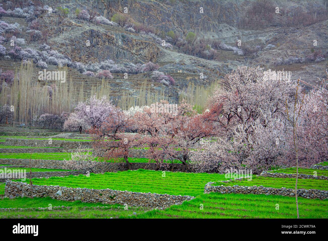 landscape photography in spring season in northern areas of Pakistan ...