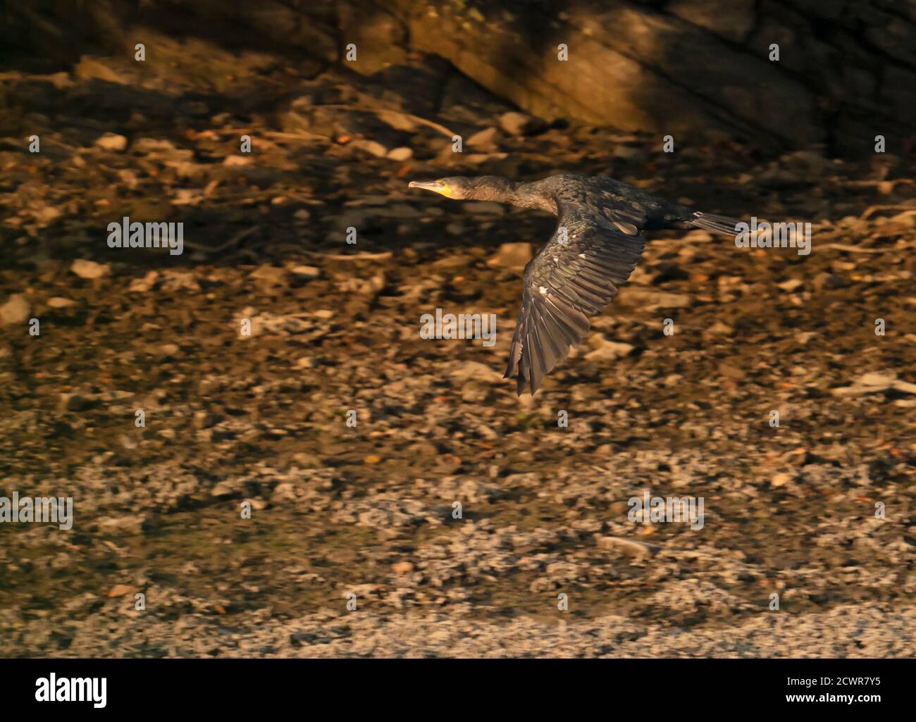 A Cormorant (Phalacrocorax carbo) in flight over Looe River, Cornwall ...