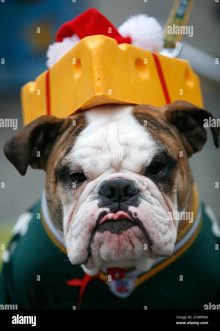 Is Cheese Bad For A Serrano Bulldog