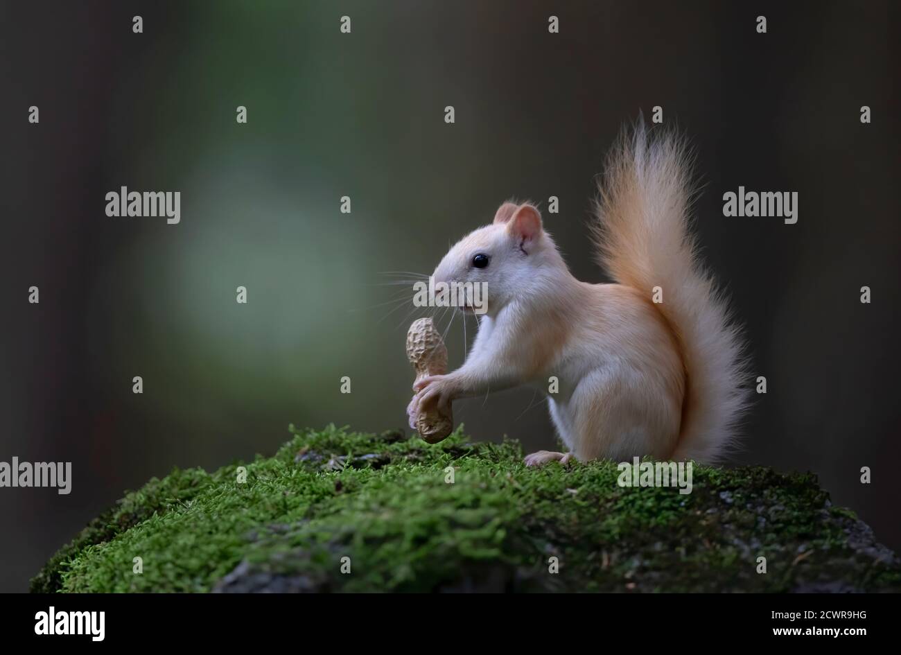 Leucistic red squirrel hi-res stock photography and images - Alamy