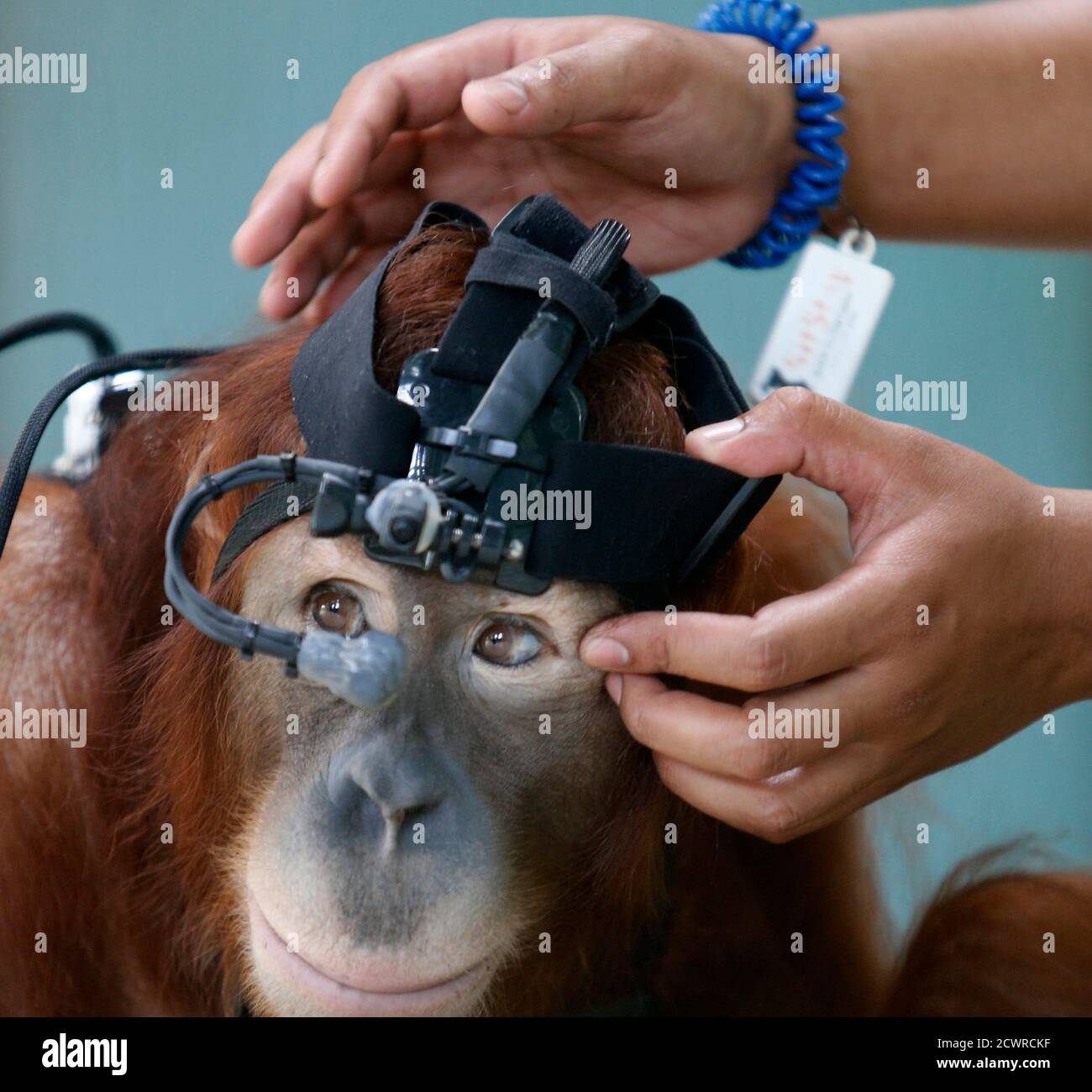 Visual brain hi-res stock photography and images - Alamy