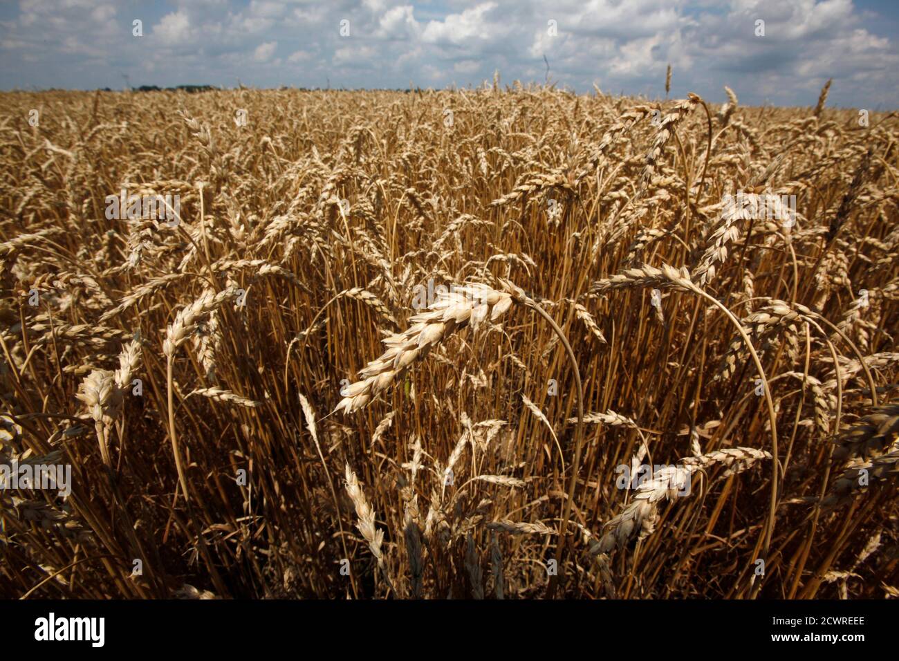 Soft red winter wheat hi-res stock photography and images - Alamy