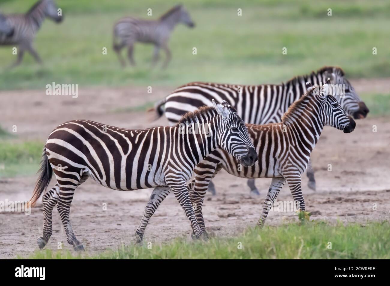 Plains zebras (Equus quagga Stock Photo - Alamy