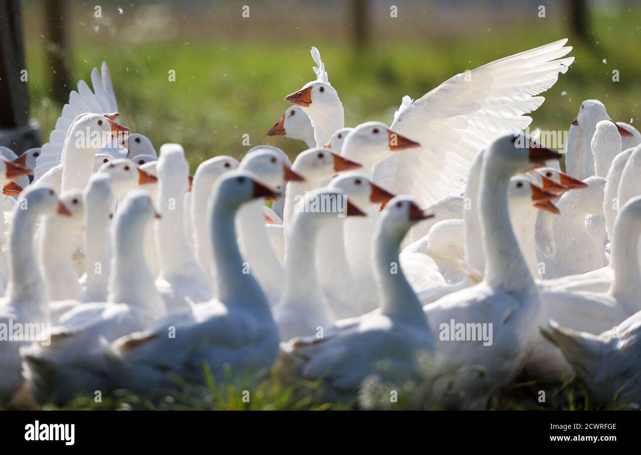 30 September 2020, Saxony, Wermsdorf: 14 weeks old geese are walking ...