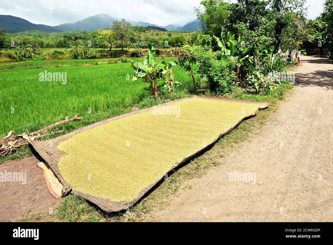 Rice drying in the sun hi-res stock photography and images - Alamy