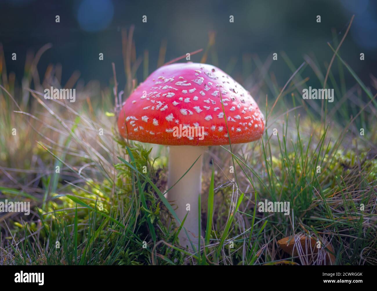 Red toadstool in the grass Stock Photo - Alamy