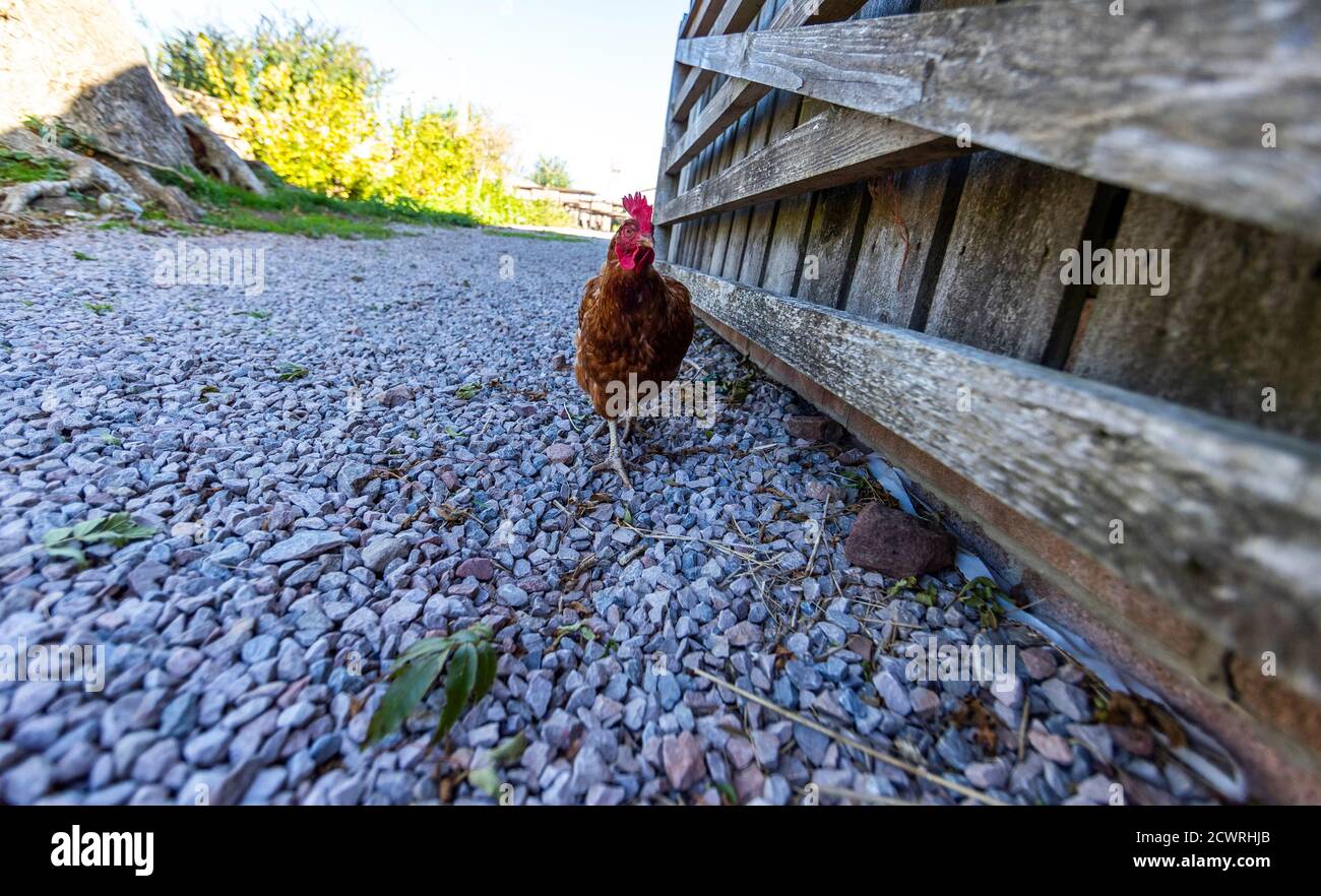 A curious hen wandering around the farmyard. Humble by Nature ...