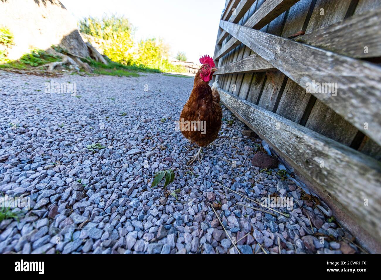 A curious hen wandering around the farmyard. Humble by Nature ...
