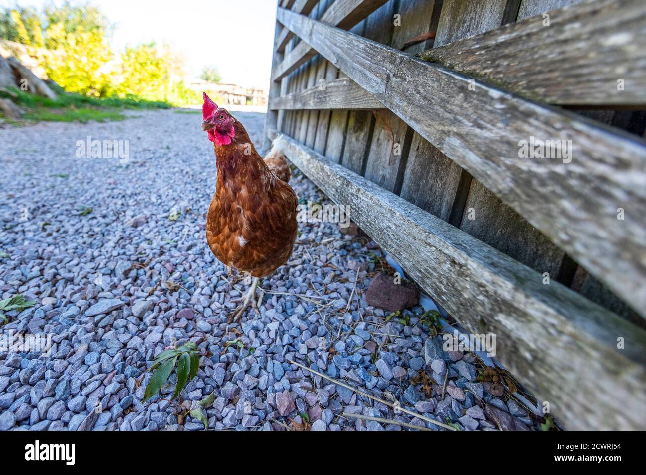 A curious hen wandering around the farmyard. Humble by Nature ...