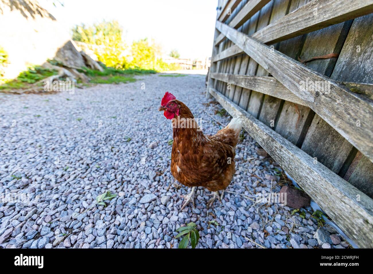 A curious hen wandering around the farmyard. Humble by Nature ...